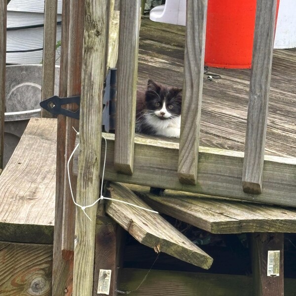 Red Panda Magnet: Gift for Red Panda Lovers Chinese Animal Cute Animal ...