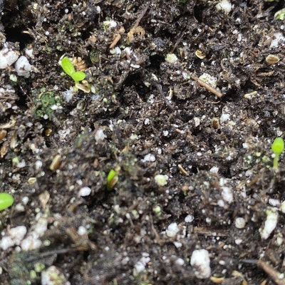 150 PEARL YARROW White Double Achillea Ptarmica Herb Flower Seeds - Etsy