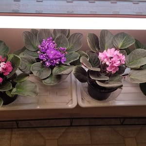 Optimara African Violet Variety Pack 4 Plants 4 Pots - Etsy