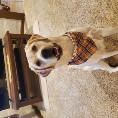 Dog Bandana With Snap Reversible Dog Bandana Embroidered Dog Bandana ...