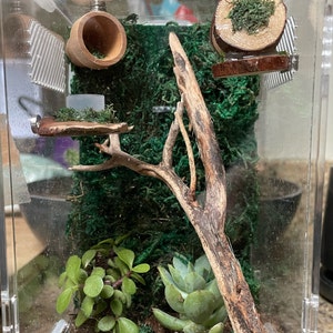 Made-to-order Wizard's Study Jumping Spider - Etsy