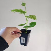 LARGE PACKAGE 300 Seeds Garlic Chive Seeds asian Herb Organic 韭菜 Gow ...