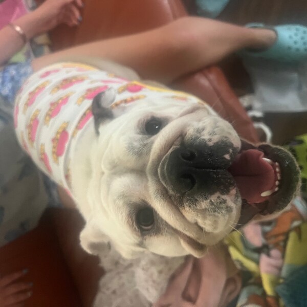 Fabulous Fido Dog Warm Sweater, French Bulldogs Winter Wool Clothes ...