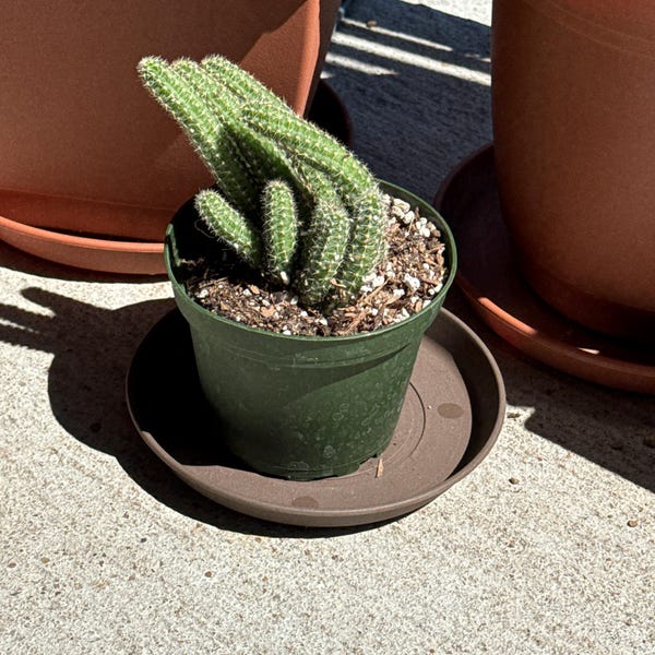 Peanut Cactus Clusters, Minimalist Cactus, Potted Live Succulent in 2 ...