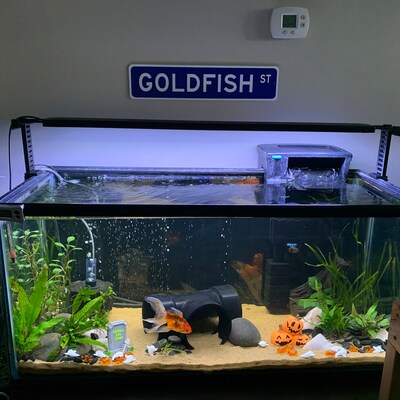 Goldfish, Goldfish Gift, Goldfish Sign, Goldfish Decor, Goldfish Lover ...