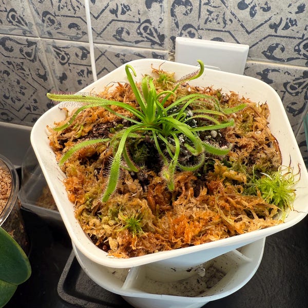 Carnivorous Bog Garden Planter - Etsy