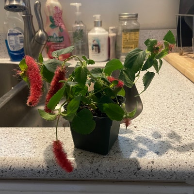 Strawberry Firetails, Also Known as Trailing Chenille Plant - Etsy