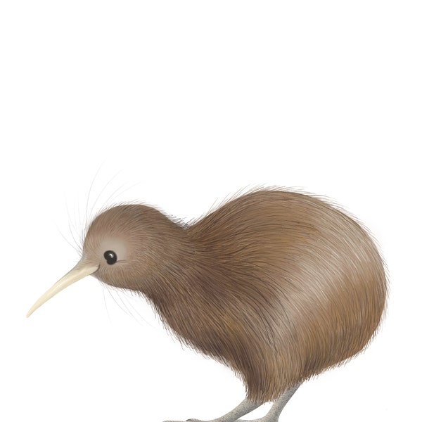 Australian Animal Print Set / Kangaroo Joey, Echidna Puggle, Wombat ...