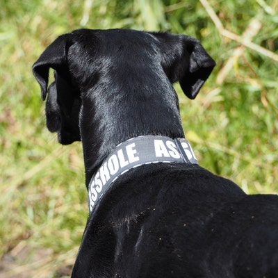 Dog Collar/fresh Out of Fus Dog Collar/ Flower Dog Collar/ Cussing Dog ...