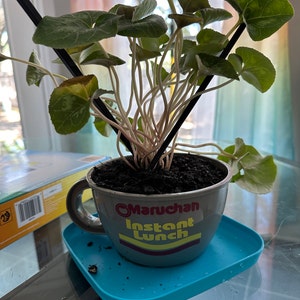 Veracruz SVG Files PNG DXF Great for T-shirts Hats - Etsy