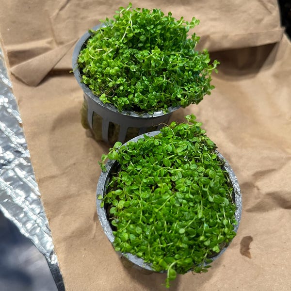 Dwarf Baby Tears Pot (hemianthus Callitrichoides) BUY3GET1FREE - Live ...