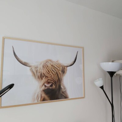Highland Cow Print Printable Wall Art Colour Cow Photography Poster - Etsy