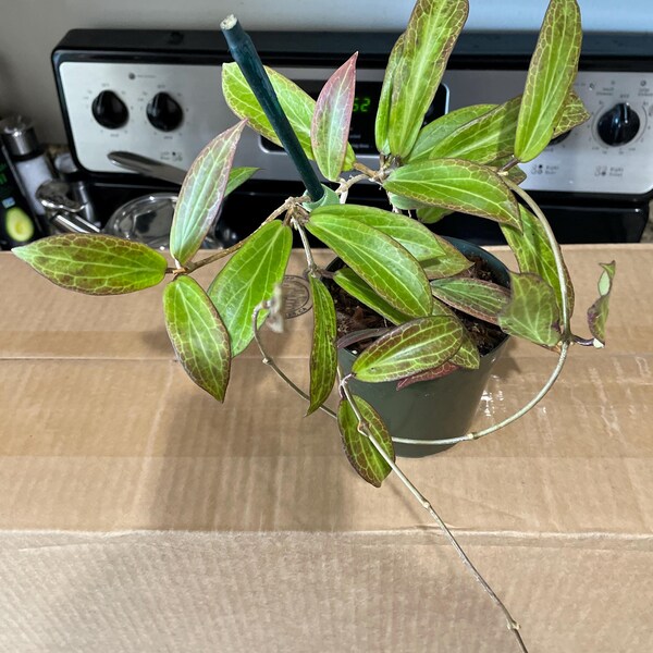 Hoya Mathilde in 8”pot, W/20+ Peduncles - Rare Hoya - Wax Plant ...
