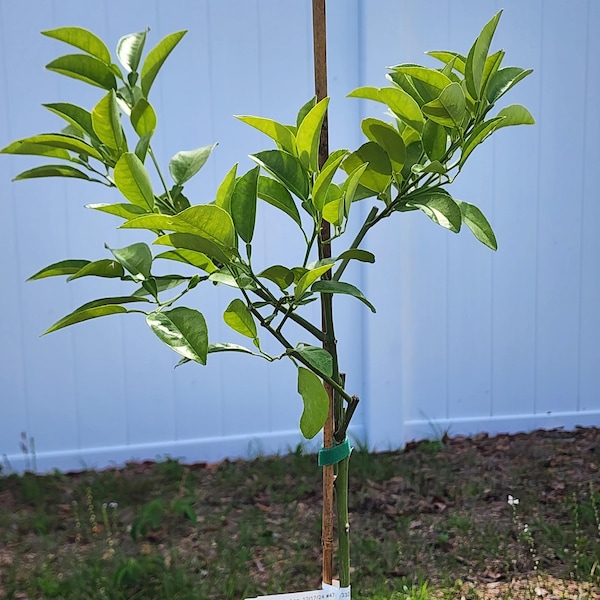 Grafted Dwarf CARA CARA Navel Orange Citrus Tree 2-3ft Tall. We Ship to ...