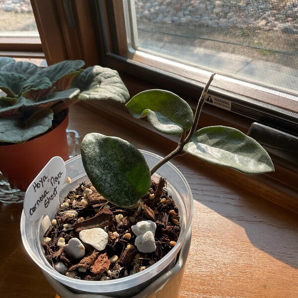 Hoya 'mathilde' (inner Variegated) | 2-inch | Exact Plant | Free Live ...