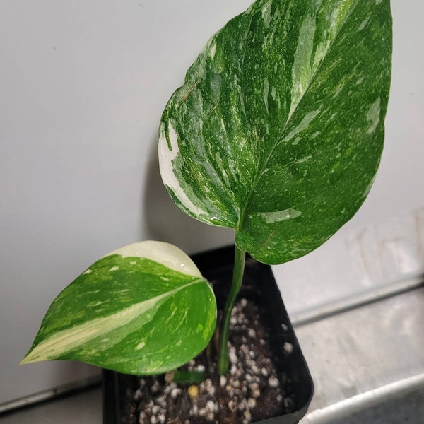Epipremnum 'colorado Constellation' Rare Pothos - Etsy