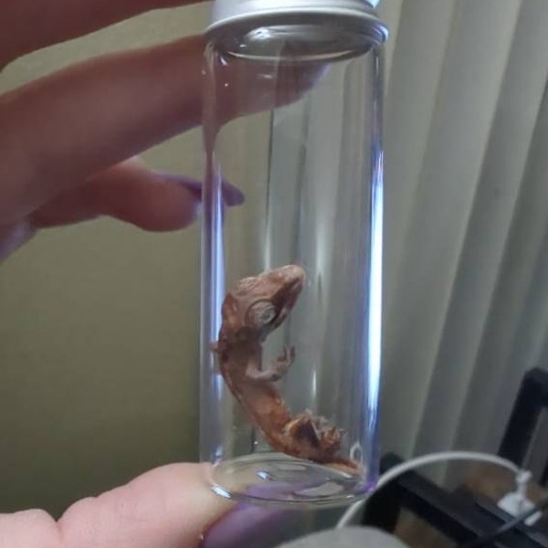 Monitor Lizard Real Preserved Funny Lingerie Pole Dancer Mouse Rat ...