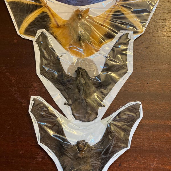 Spider Scorpion Collection All A-1 Different Species Full Data 8X12 ...