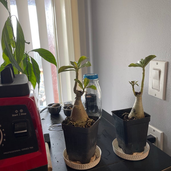 1 Grafted Double "purple Fire" Adenium /desert Rose Plant. 5-7 Inch ...