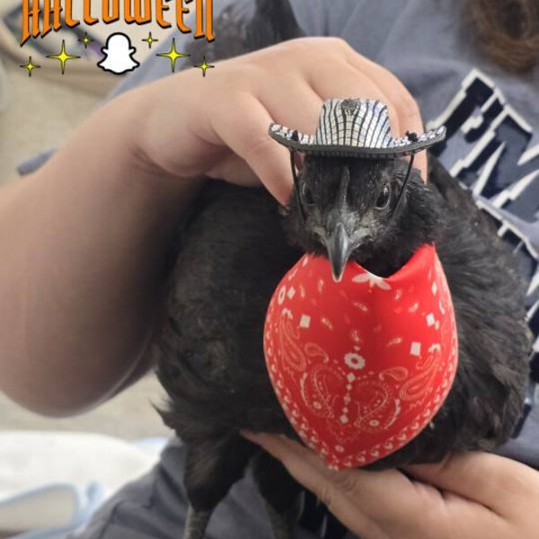 Scarecrow Costume for Chickens - Etsy