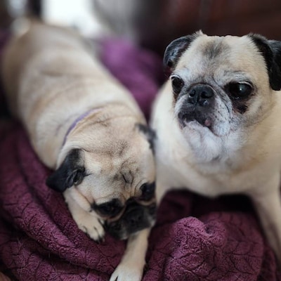 Modified Hoxsey With or Without Boneset - Etsy