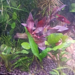 Fully RED Plants With Pogostemon Helferi Downoi, Bundle, pearlingplants ...