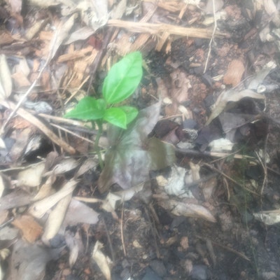 Star Apple Purple Caimito Milk Fruit. Grafted Tree - Etsy