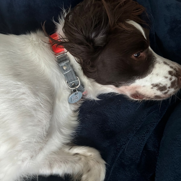 Dog Lead Sleeve Wrap Warning Lead Wrap, Space Needed, Nervous Dog ...