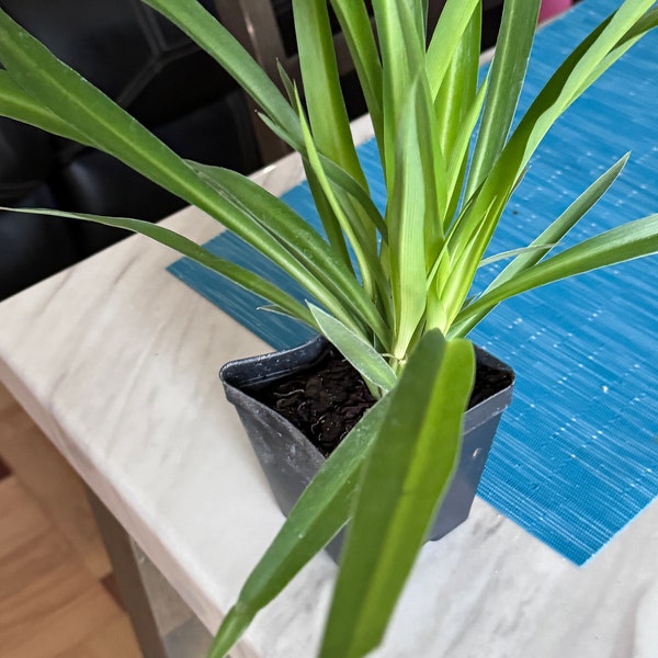 Spider Plant, Emerald Green Big 4 Inch Plant. Great for Hanging Basket ...