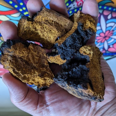 Chaga Mushroom Chunks 1lb Wild-foraged Naturally Dried Maine Chaga ...