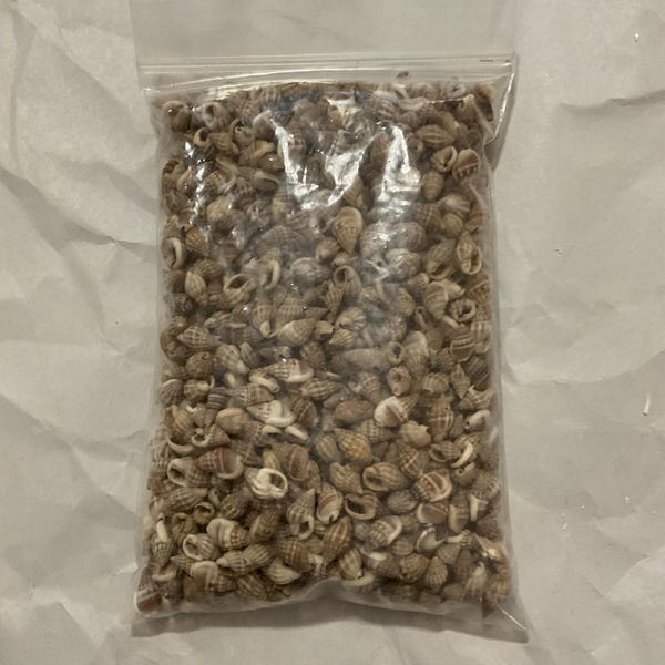 Small Scallop Baking Dish Seashells Pecten Yessoensis 8 Shells Approx ...