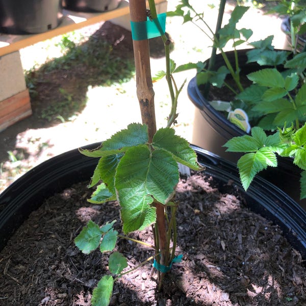 Cascade Harvest Red Raspberry- Very Large Firm Berries, Very Good ...