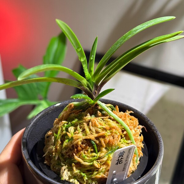 Neofinetia Falcata Fugaku 富嶽/orchid/vanda/fragrant/miniature/variegated ...