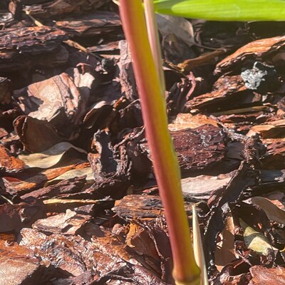 Fargesia Rufasunset Glow Clumping Bamboo Plant in Number One - Etsy