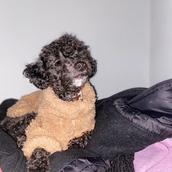 Dog Rugby Shirts. Dog Clothes. Dog Sweatshirts. Dog Outdoor Attire ...