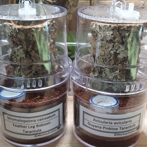 Small Terrarium Label Laminated Enclosure Label Exotic Pet - Etsy UK