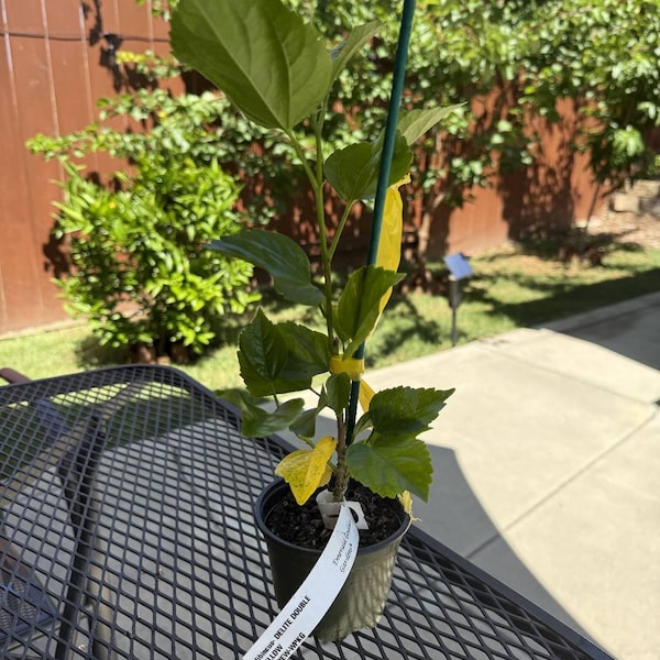 FIREBUSH Firefly Dwarf Scarlet Red Shrub Live Plant Orange Yellow ...