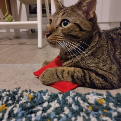 Cat Toy and Treat Gift Box, Cat and Kitten Hamper, Cat Pamper Box ...