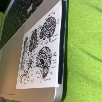 Laptop Sticker Anatomy Neuro Brain Diagram Vinyl, Nursing Student ...