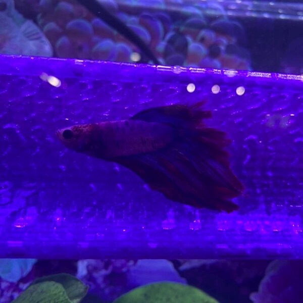 Seeshelter® Brand Betta Tunnel "gemstone Collection" - 11 Colors ...