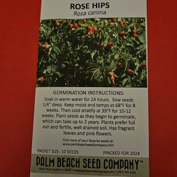 Royal Palm Tree Seeds (roystonea Regia) Packet of 15 Seeds - Palm Beach ...