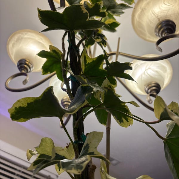 Fatshedera ‘angyo Star’ Tree Ivy Live Plant Ship in 6" Pot - Etsy