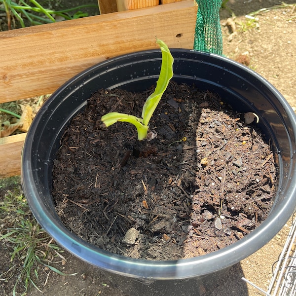 Plantain Plant Rhizome - Etsy