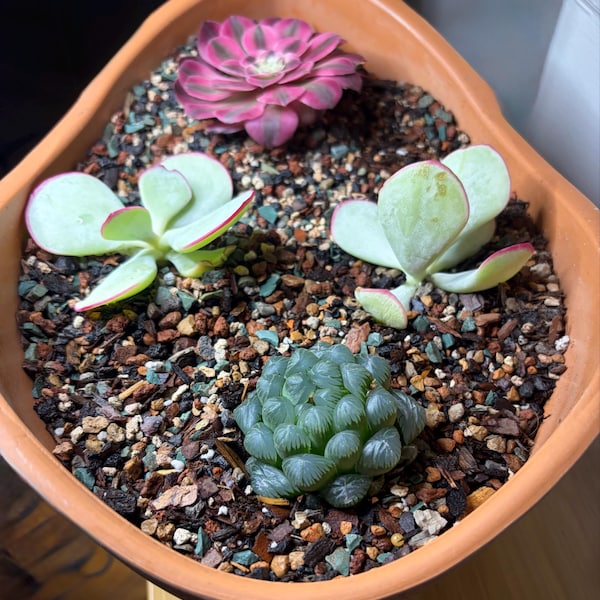 Rare Aeonium ‘pink Witch’ Variegata Live Succulent, 4” Bare Root Plant ...