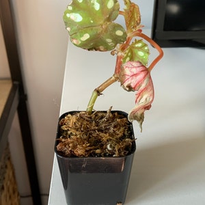 Philodendron Persimmon Princess - Etsy
