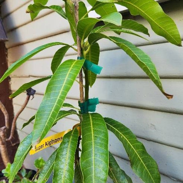 Mango MANILA, CARABAO, FILIPINO Tree, Grafted, 3gl - Etsy