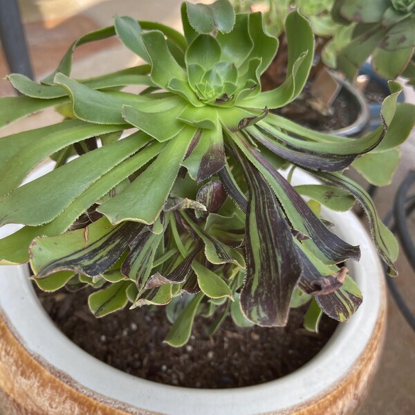 Crested Aeonium Copper Vase . Crested Variegated Succulents. Crested ...