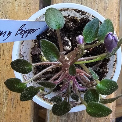 Micro Mini African Violet Teeny Bopper - Etsy