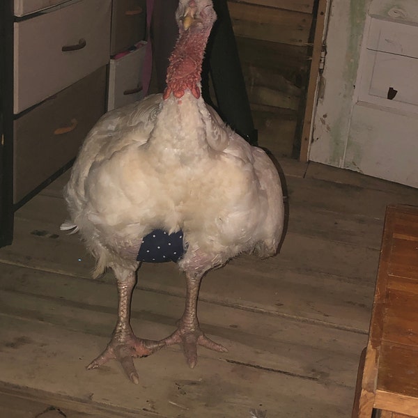 Turkey/goose Diaper: Adjustable Waterproof Poultry Diaper - USA Made - Etsy