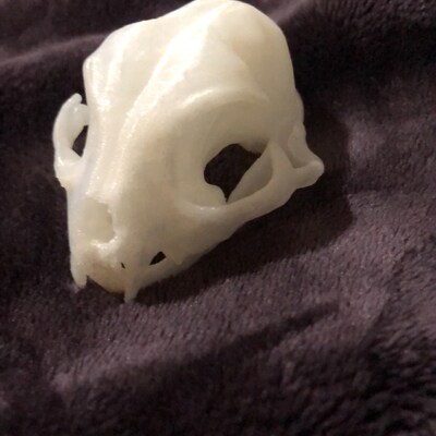 Domestic Cat Skull Replica Animal Skull 3D Printed - Etsy